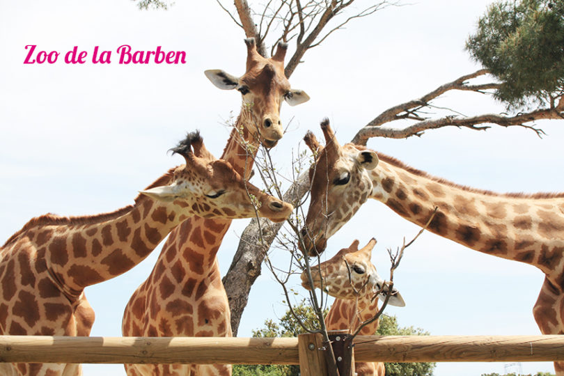 Réouverture du Zoo de la Barben - Que faire en famille
